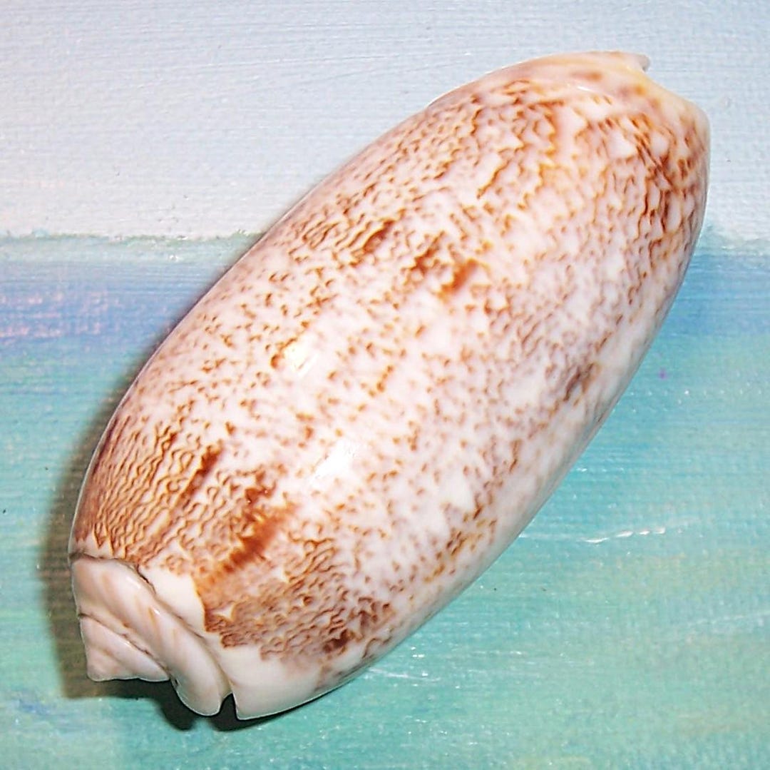 71.3mm Oliva Sericea Var. Textilina TEXTILE OLIVE Seashell, Shell - Etsy