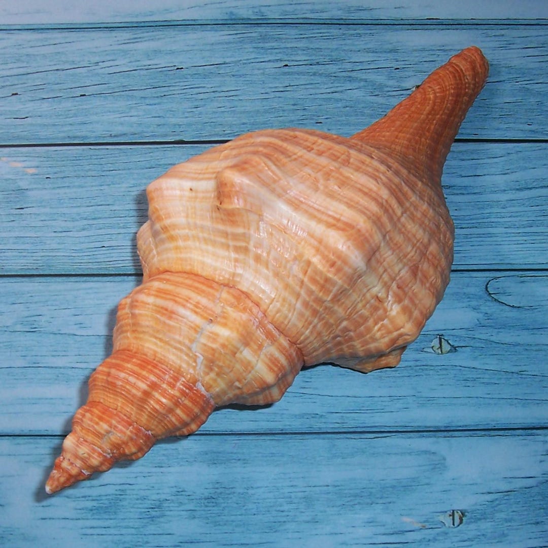 11" FLORIDA Beach Found Bright ORANGE Triplofusus Giganteus Horse Conch ...