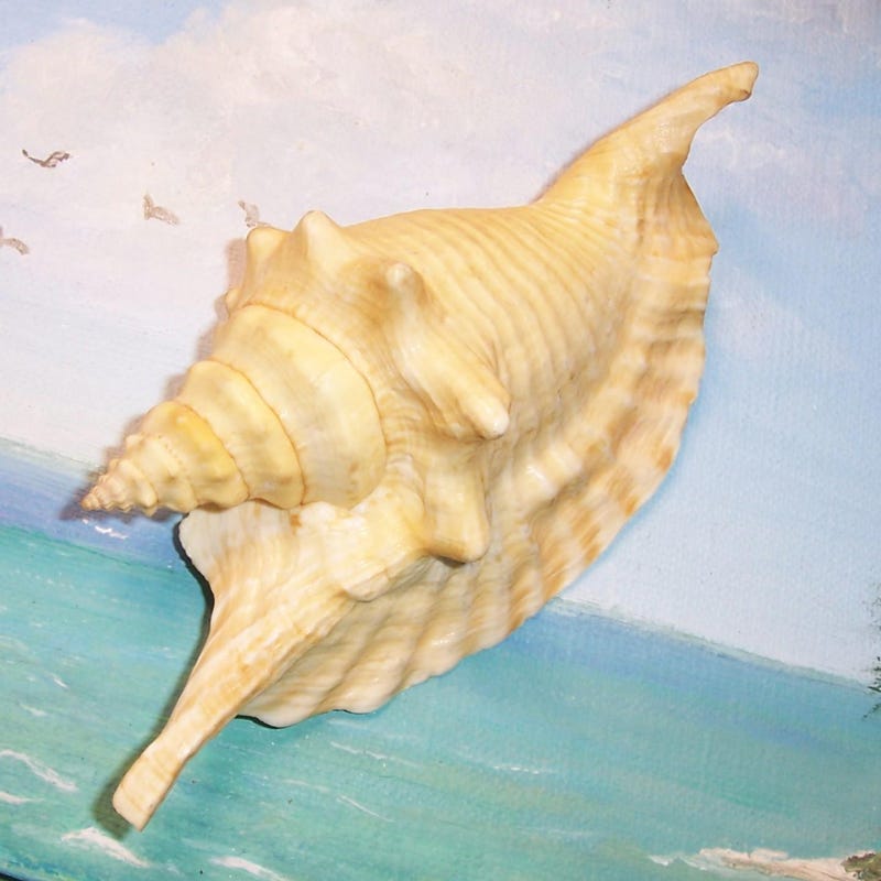 GulfSeaShells - Etsy