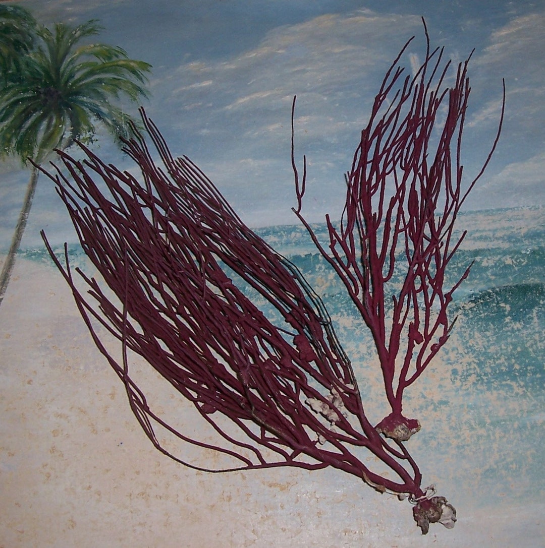 Set of 2 Large Red Gorgonian SEA WHIP Coral False Sea FAN From Florida ...