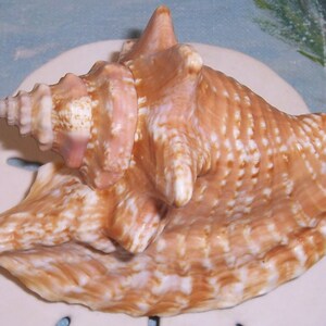 115.9mm Strombus Gallus Rooster-tail CONCH Shell SEASHELL - Etsy