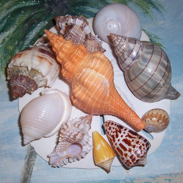 Chocolate Seashells - Etsy UK