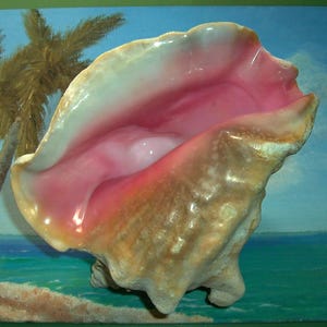 GulfSeaShells - Etsy