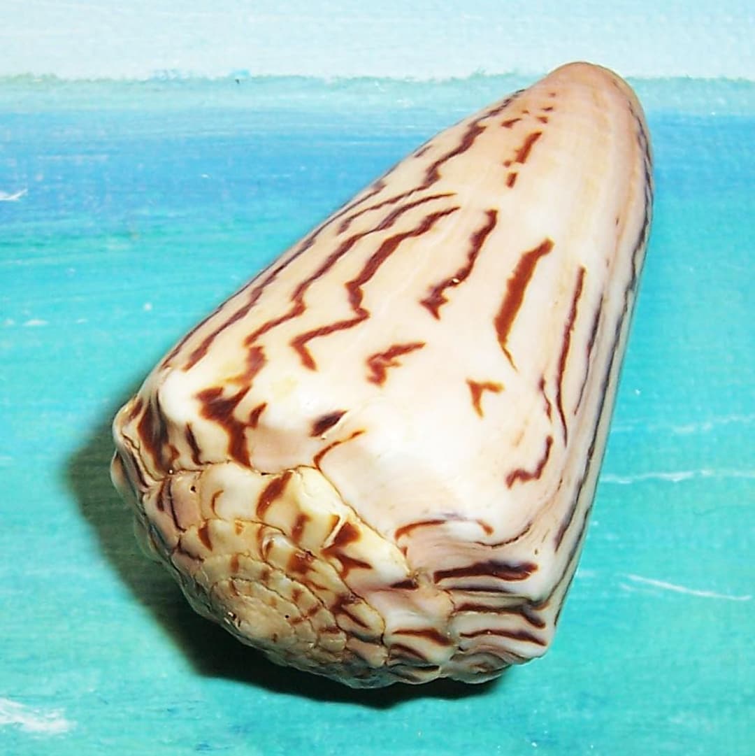 52.2mm CONUS Princeps PRINCE CONE Shell, Seashell - Etsy
