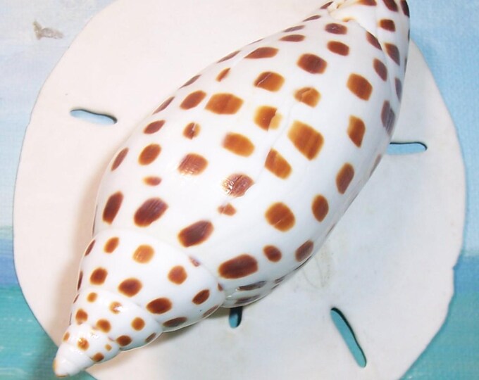 103.5mm Rare FLORIDA Scaphella JUNONIA Juno's VOLUTE Shell, Seashell - Etsy