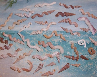 Worm Seashells - Etsy