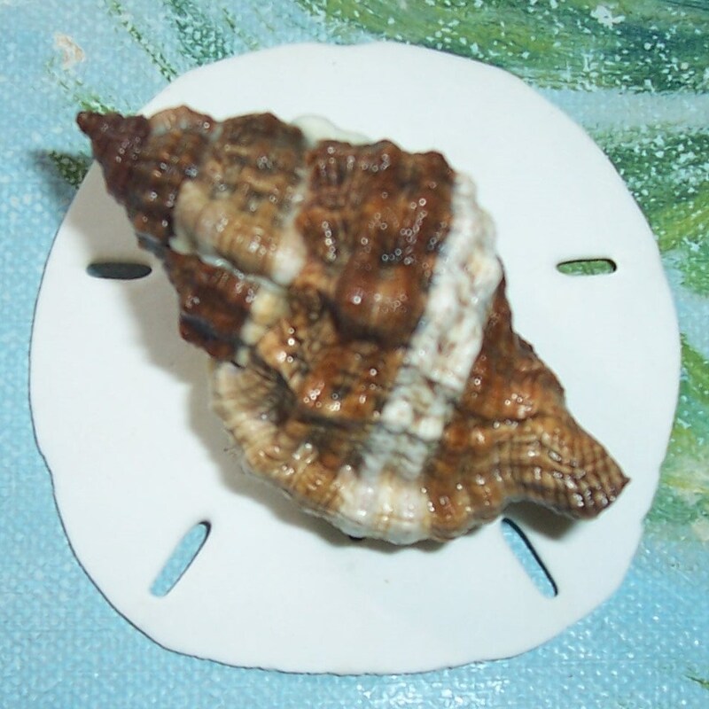 GulfSeaShells - Etsy