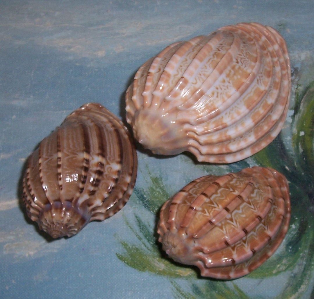Set of 3 Harpa Davidis, ARTICULARIS & Major HARP Seashell, Shell JB - Etsy