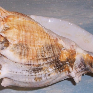 Huge 150.8mm Florida Melongena Corona Kings CROWN Conch SEASHELL JB - Etsy
