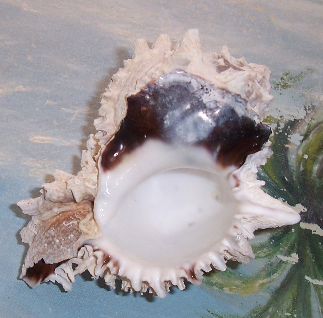 144.7mm ALBINO Hexaplex Phyllonotus Regius REGAL MUREX Seashell, Shell ...