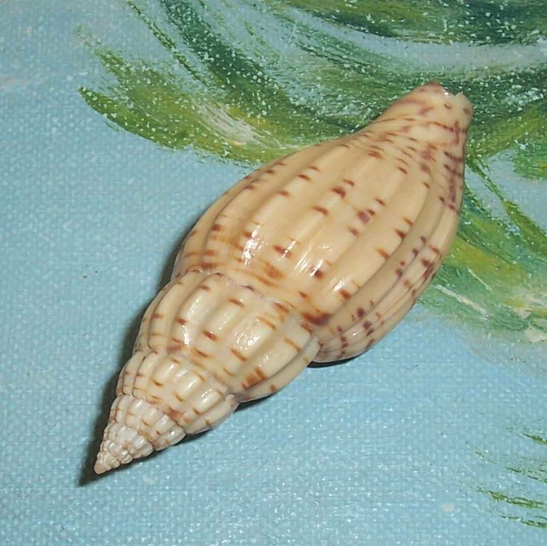 57.9mm Voluta Lyria Planicostata FLAT Ribbed VOLUTE Seashell JB - Etsy