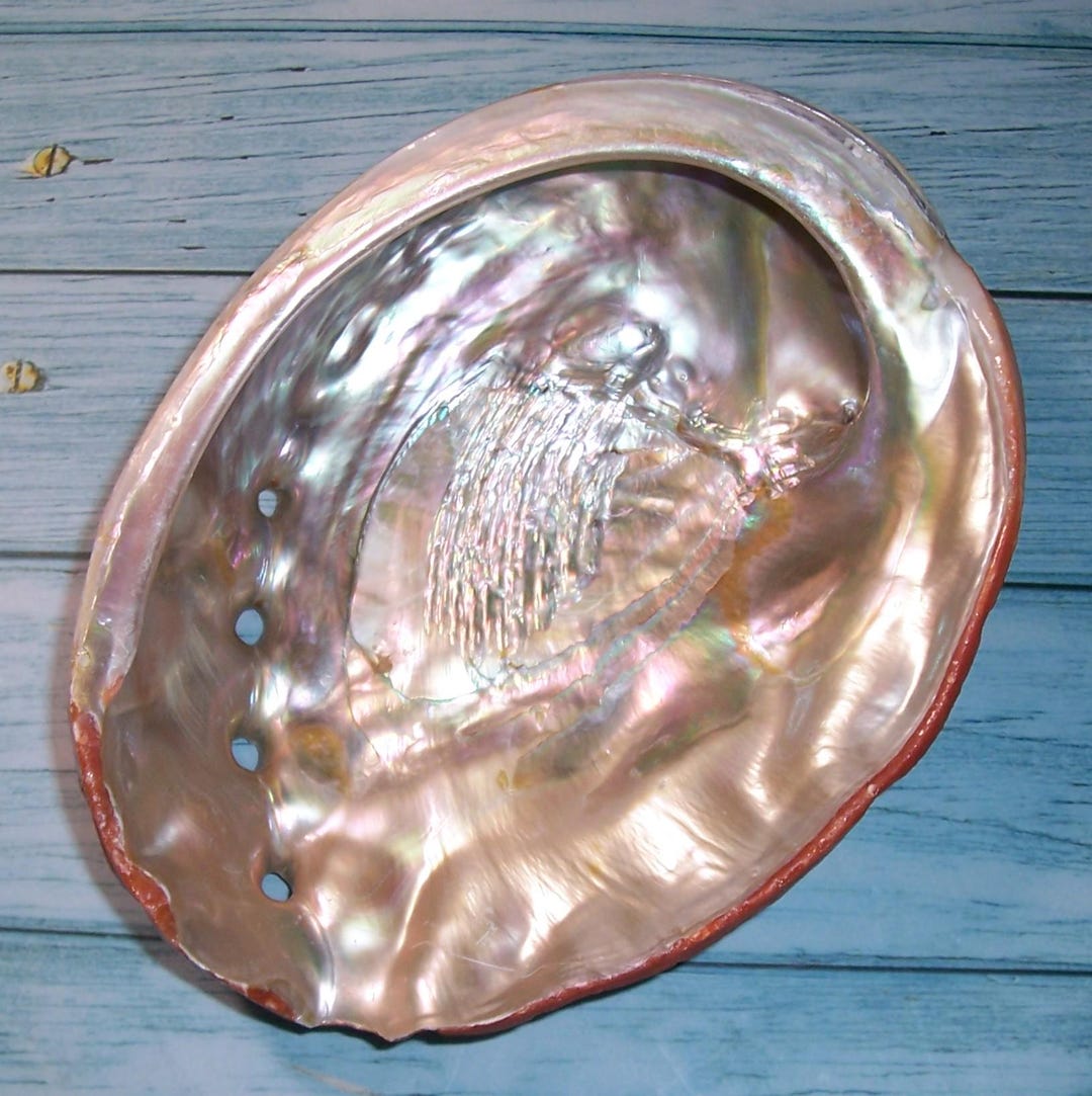 177.8mm VINTAGE Red ABALONE Haliotis Rufescens Seashell Shell - Etsy