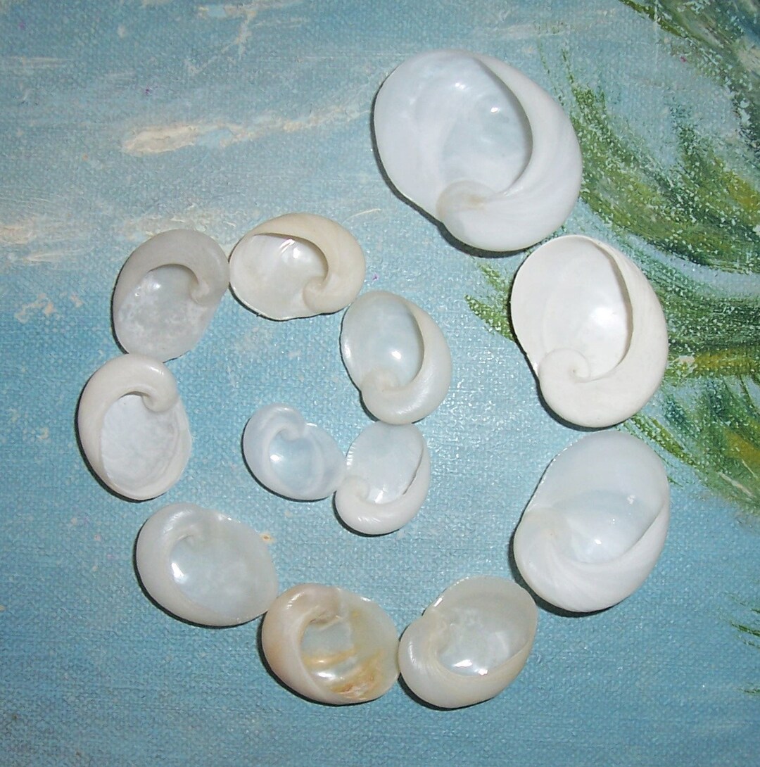 1 Dozen Large to Small Florida Gulf BEACH Collected Sinum Perspectivum ...