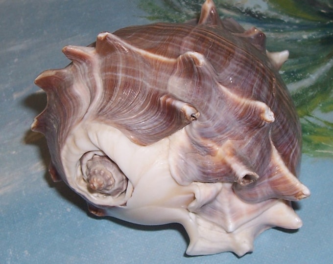102.2mm Melongena Melongena West Indian Brown/black Kings CROWN Conch ...