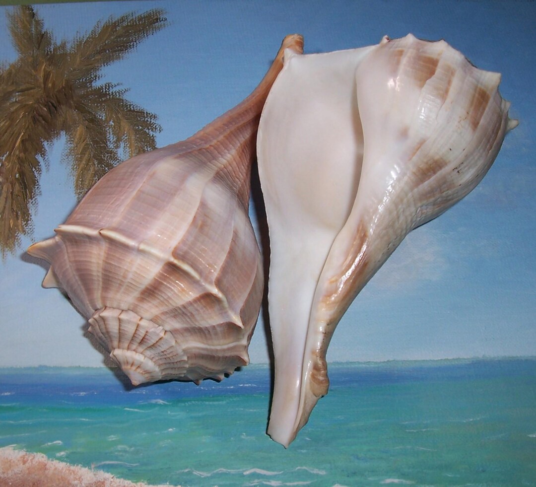 Set of Two 8 1/2" & 7 1/2" Florida Beach Collected LIGHTNING Whelk ...