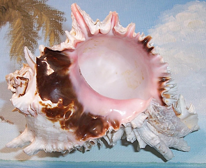 123.5mm Hexaplex Phyllonotus Regius REGAL MUREX Seashell, Shell W/ PINK ...