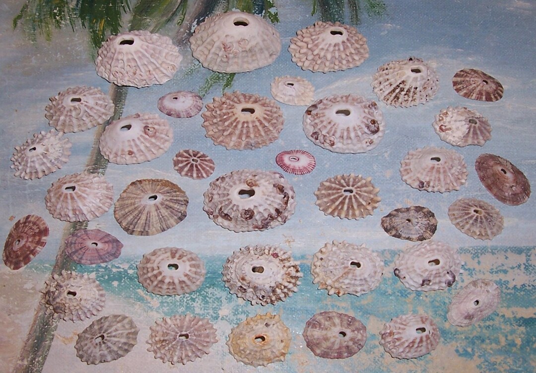 3 Dozen Variety Species of LIMPET SEASHELLS From Puerto Rico - Etsy