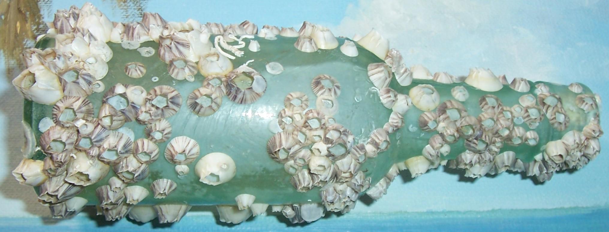7 1/4" ANTIQUE, Vintage OCEAN Found Aqua BARNACLE & Oyster Shell ...