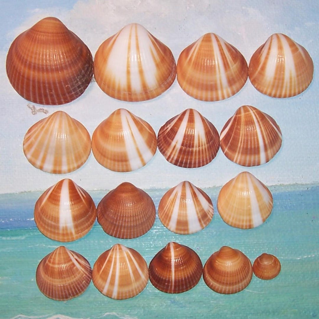 Lot of 17 Florida BEACH Collected SPECTRAL BITTERSWEET Clam Shell ...