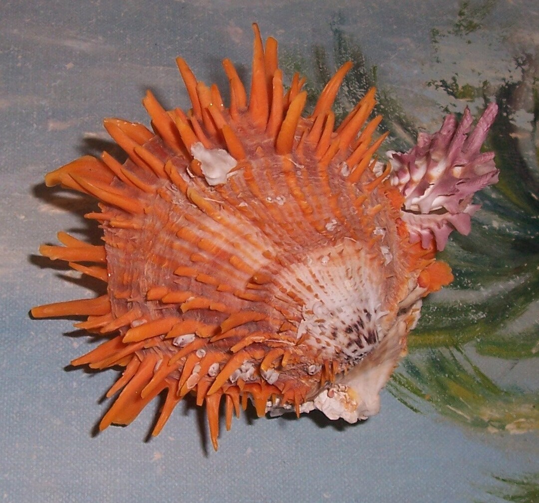 63.6mm Attached Bivalve SPONDYLUS Thorny OYSTER Seashell, Shell Bright ...