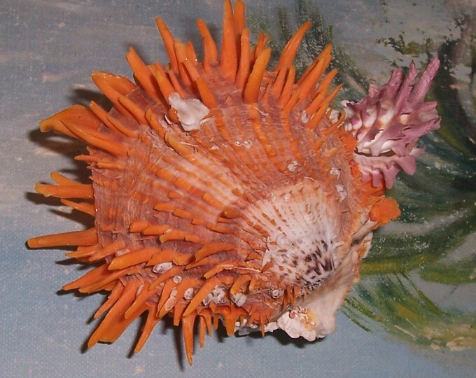 63.6mm Attached Bivalve SPONDYLUS Thorny OYSTER Seashell, Shell Bright ...