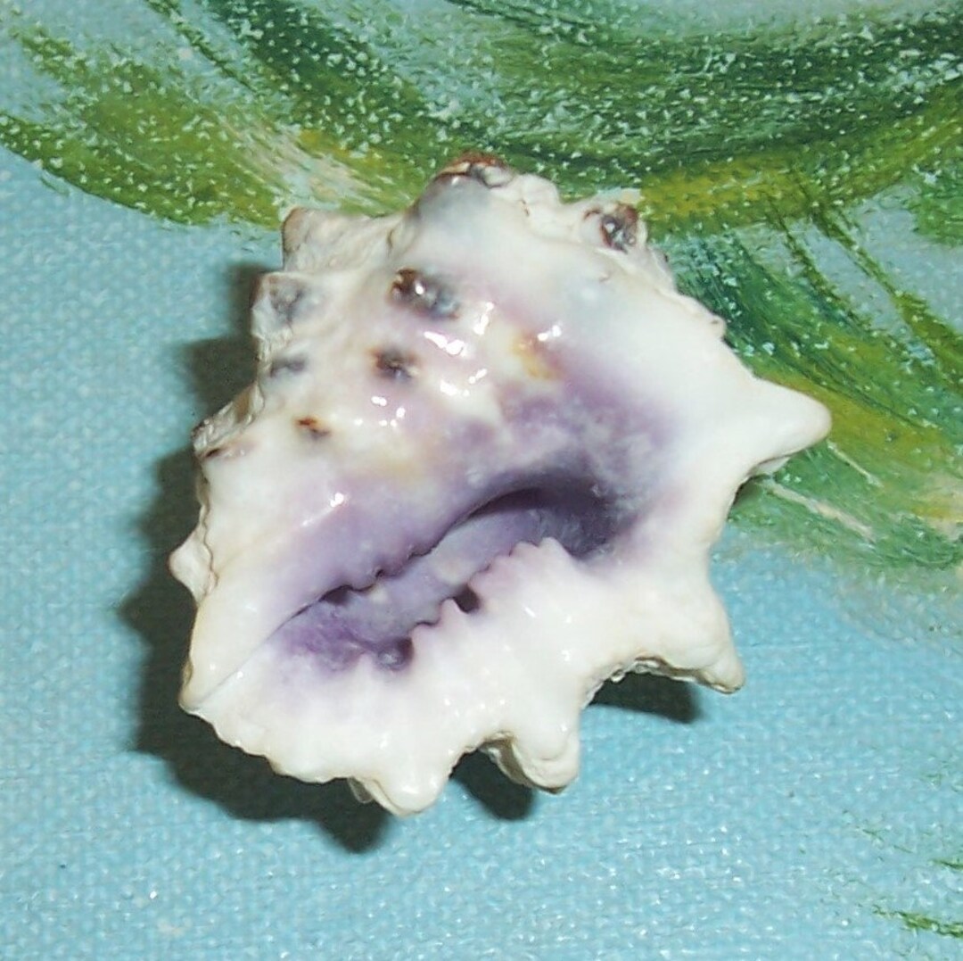 33.6mm Drupa Morum PURPLE DRUPE Seashell Shell JB #1 - Etsy