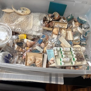 Specimen Grade 36.3mm Conus Regius CITRINUS ROYAL, CROWN Cone Shell ...