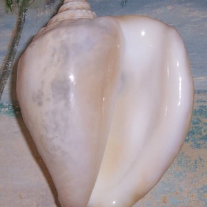 Large 160.0mm FLORIDA Keys BEACH Collected Macrostrombus Costatus Milk ...