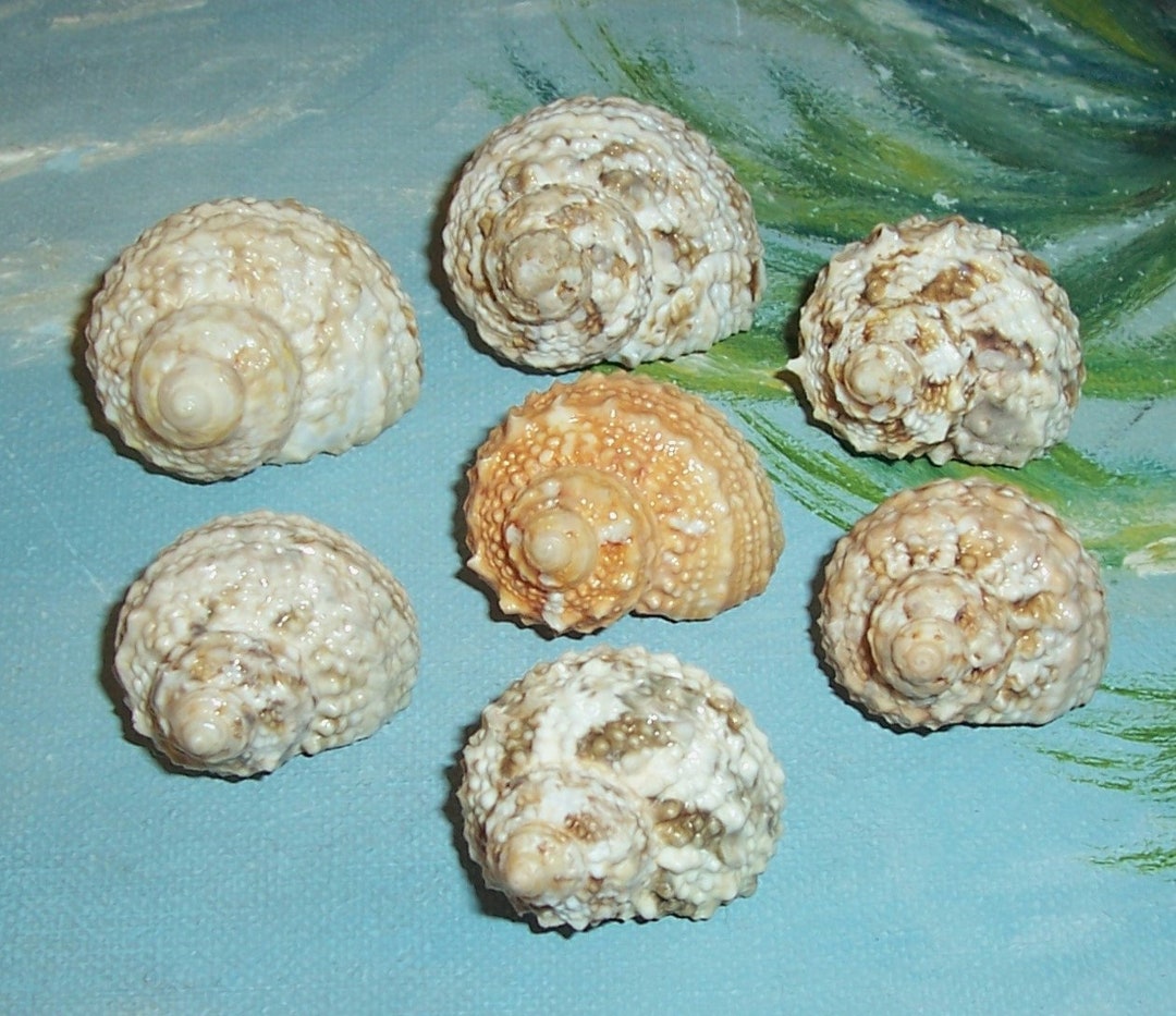Set of 7 Turbo Castaneus FLORIDA Chestnut Turban Seashells W/ OPERCULUM ...