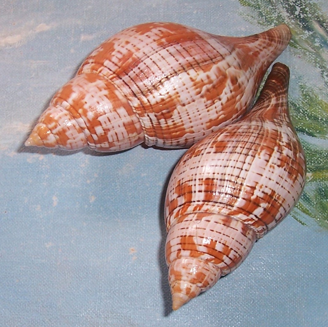 Set of Two 112.8&106.8mm Florida Keys Colleted ORANGE, Red Fasciolaria ...