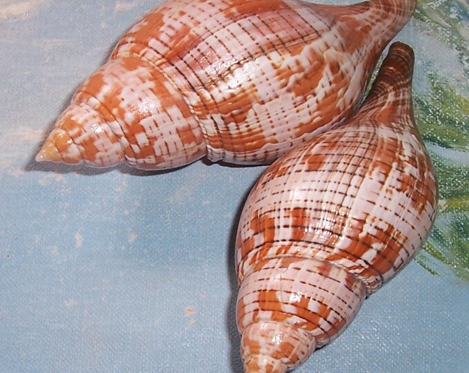 Set of Two 112.8&106.8mm Florida Keys Colleted ORANGE, Red Fasciolaria ...