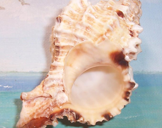 Huge 150.8mm Florida Melongena Corona Kings CROWN Conch SEASHELL JB - Etsy