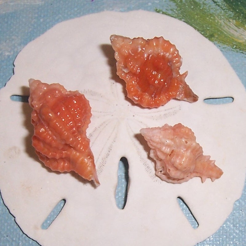 Murex Shell - Etsy