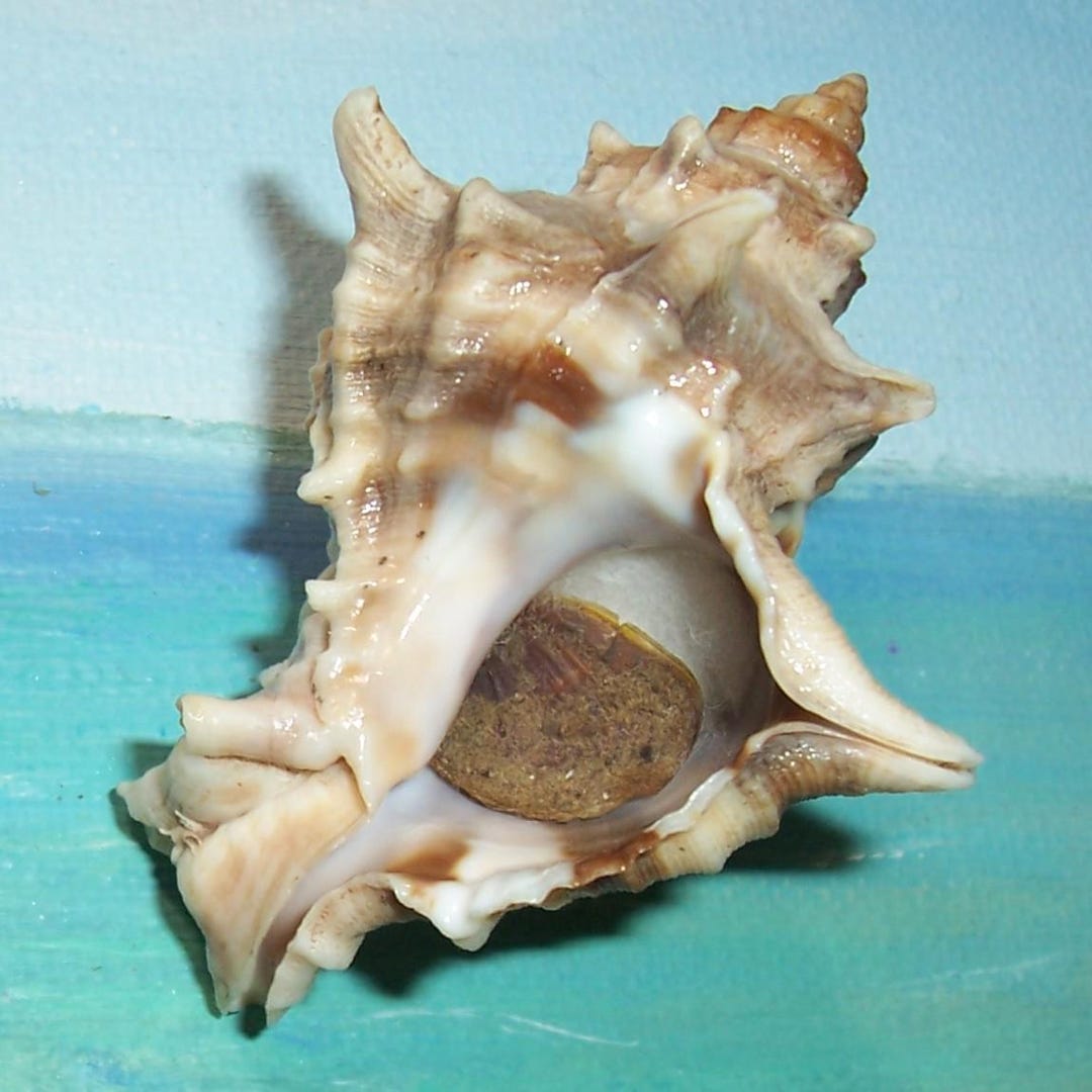 67.2mm Hexaplex Trunculus BANDED Dye MUREX Seashell, Shell - Etsy