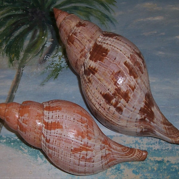 Large Tulip Shells - Etsy