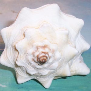 Large 79.0mm FLORIDA Keys Vasum Muricatum Caribbean Vase Shell SEASHELL ...