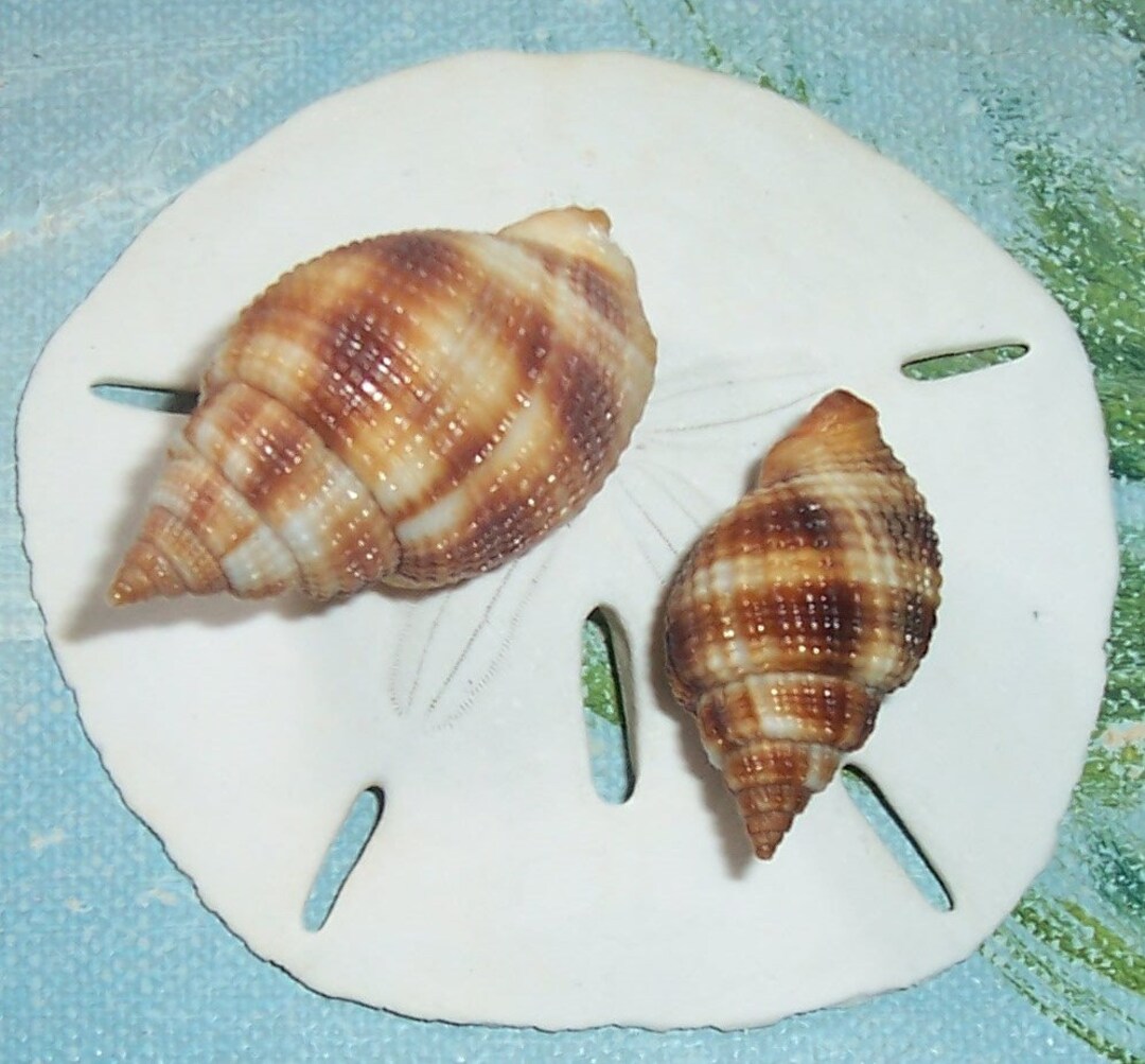 Set of 2 FLORIDA Beach Found Common Dark CHOCOLATE Brown Nutmeg ...