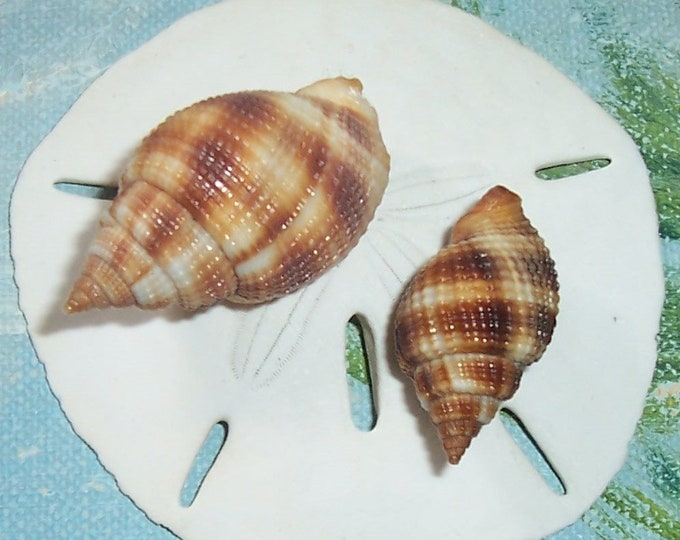 78.7mm Rare FLORIDA Beach Found Scaphella JUNONIA Juno's VOLUTE ...