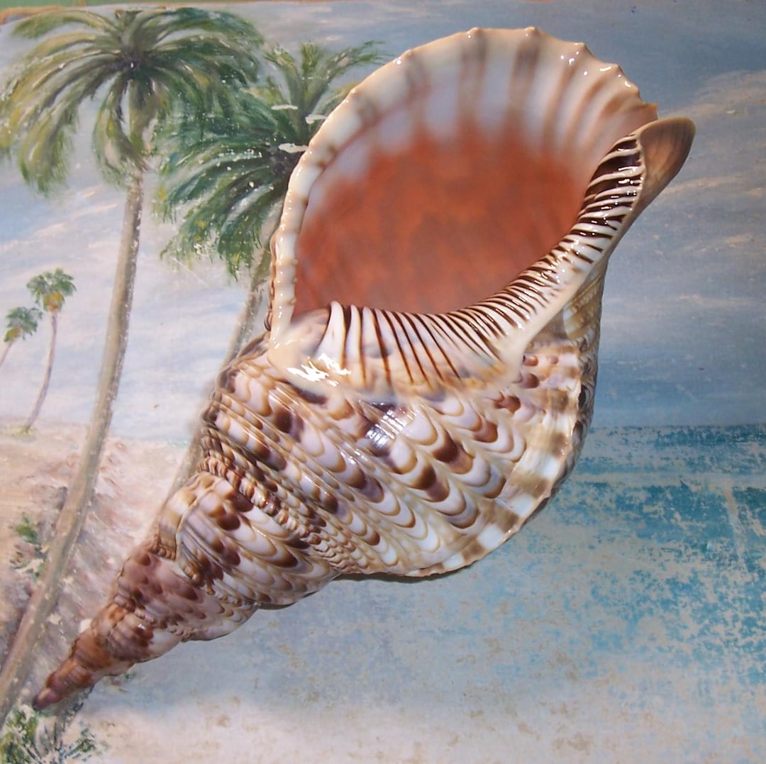 HUGE 317.5mm Charonia Variegata Atlantic, Caribbean TRITON'S Trumpet ...