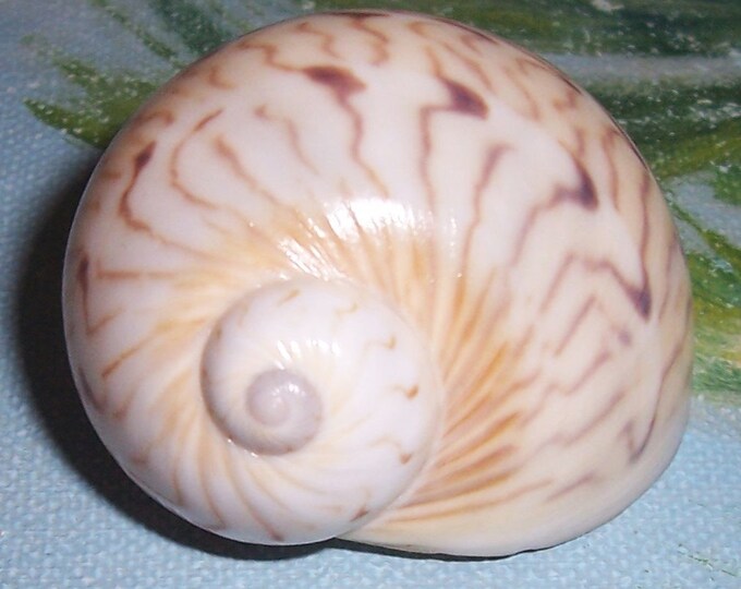 Huge 43.2mm 10K Islands Beach Collected Naticarius Canrena COLORFUL ...