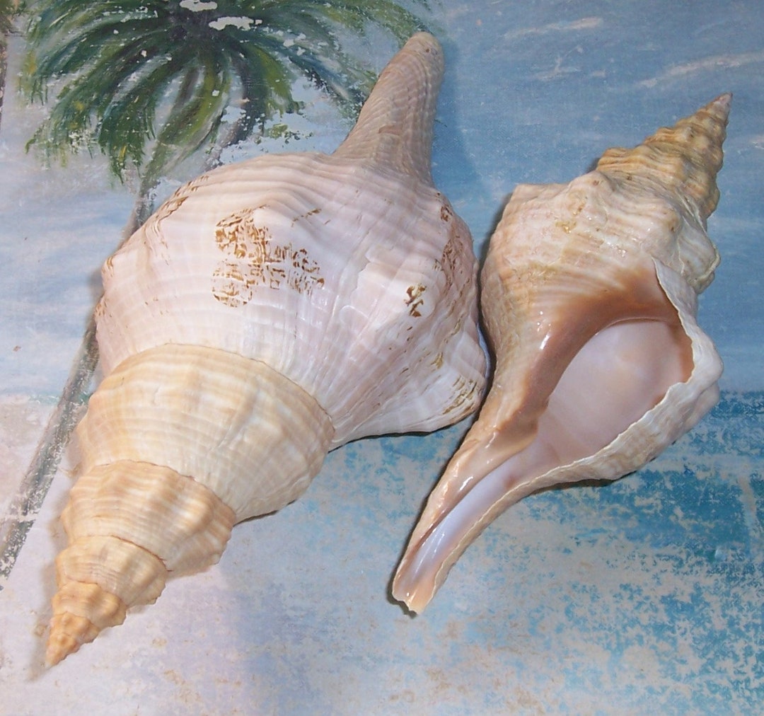 Set/2 FLORIDA Keys Found 10.5"&7.5" Juvenile Orange Horse Conch ...