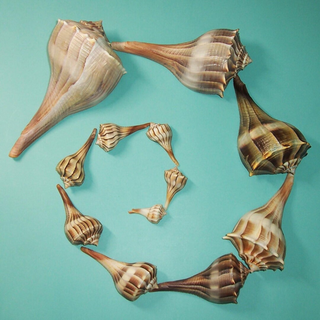 One Dozen 1.57" to 6.75" FLORIDA Beach Found Sinistrofulgur Perversum ...