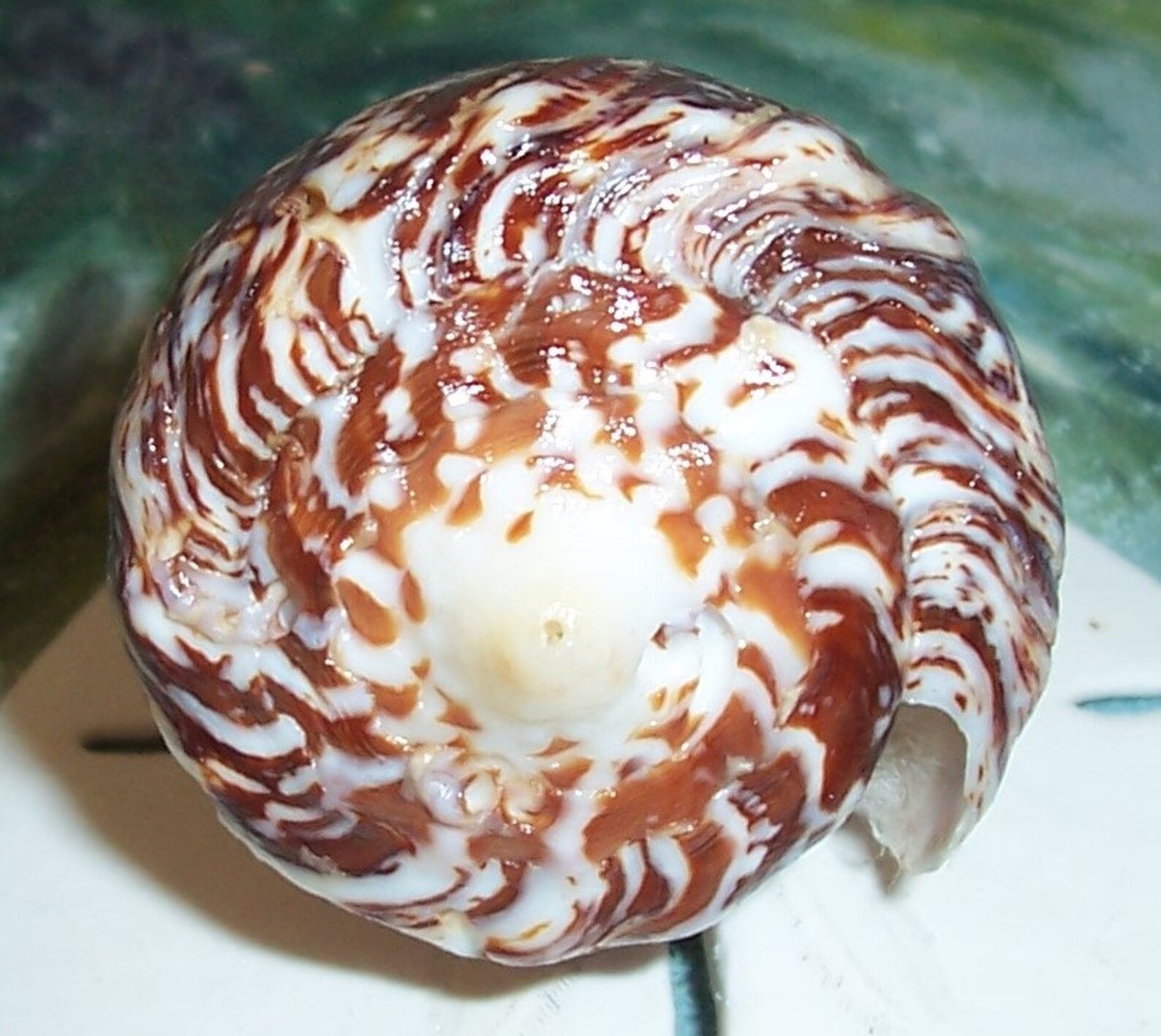 Large Specimen Grade 63.1mm CONUS Regius Royal, Crown Cone SEASHELL JB ...