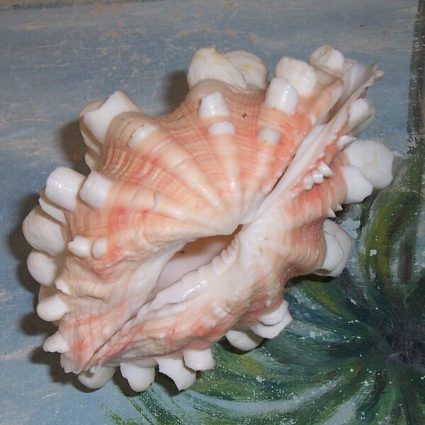 Clam Seashells - Etsy