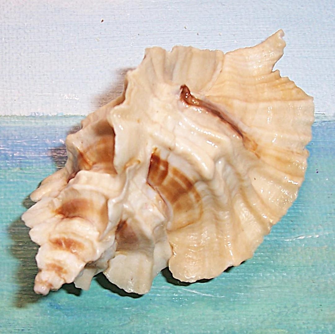 77.5mm Ceratostoma Foliatum Foliate Thorn Purpura/leafy HORNMOUTH MUREX ...