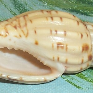 57.9mm Voluta Lyria Planicostata FLAT Ribbed VOLUTE Seashell JB - Etsy