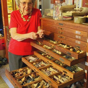 Specimen Grade 36.3mm Conus Regius CITRINUS ROYAL, CROWN Cone Shell ...