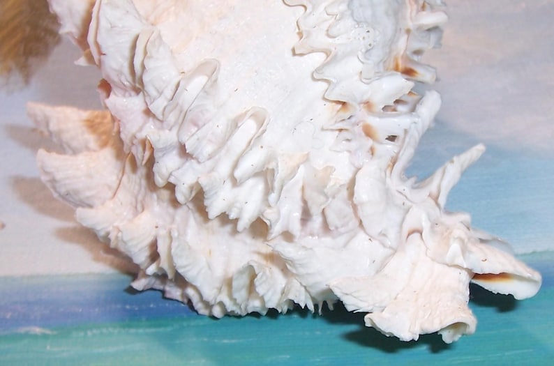 123.5mm Hexaplex Phyllonotus Regius REGAL MUREX Seashell, Shell W/ PINK ...