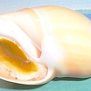 Specimen Grade 61.7mm Amalda Tankervillii TANKERVILLE'S ANCILLA ...