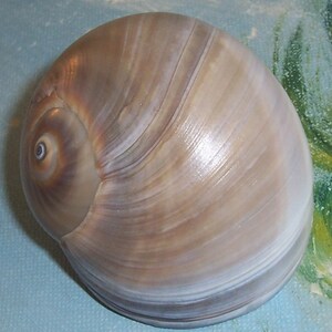 61.3mm Florida Gulf BEACH Collected Neverita Delessertiana Moon SNAIL ...
